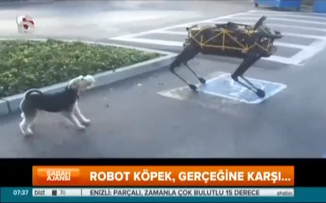 Robot köpek, gerçeğine karşı...